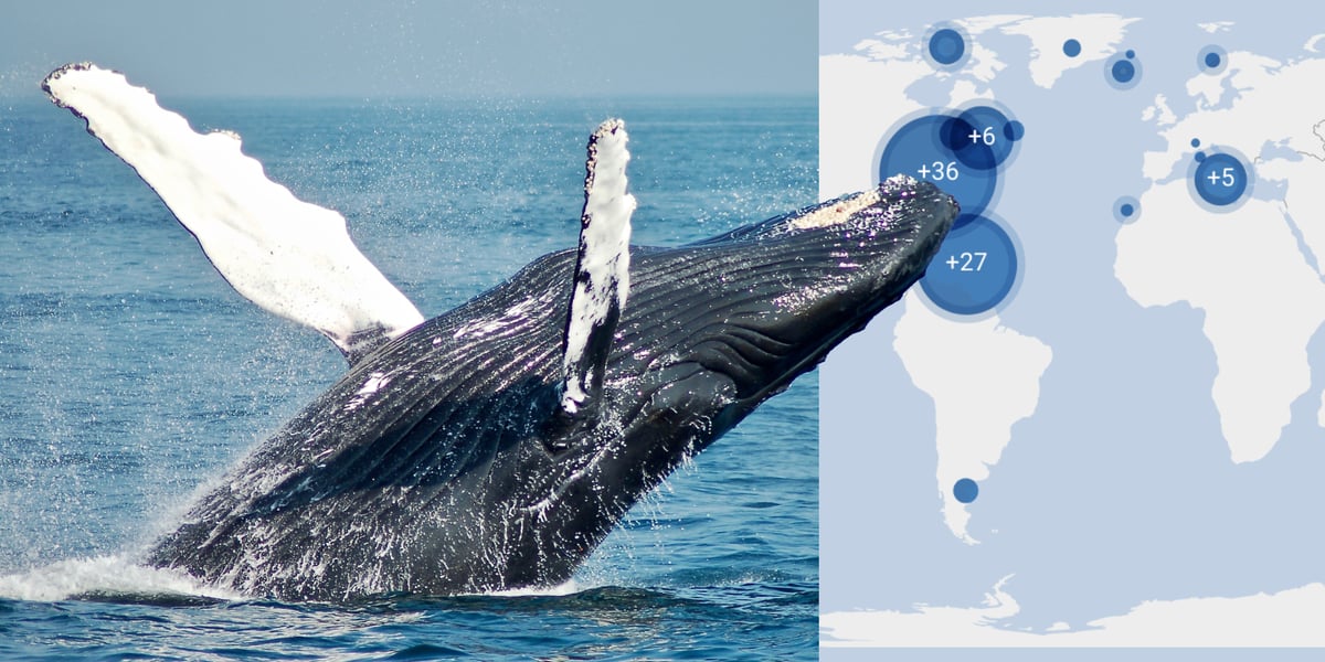 Speaking, singing, and clicking in whale | Datawrapper Blog